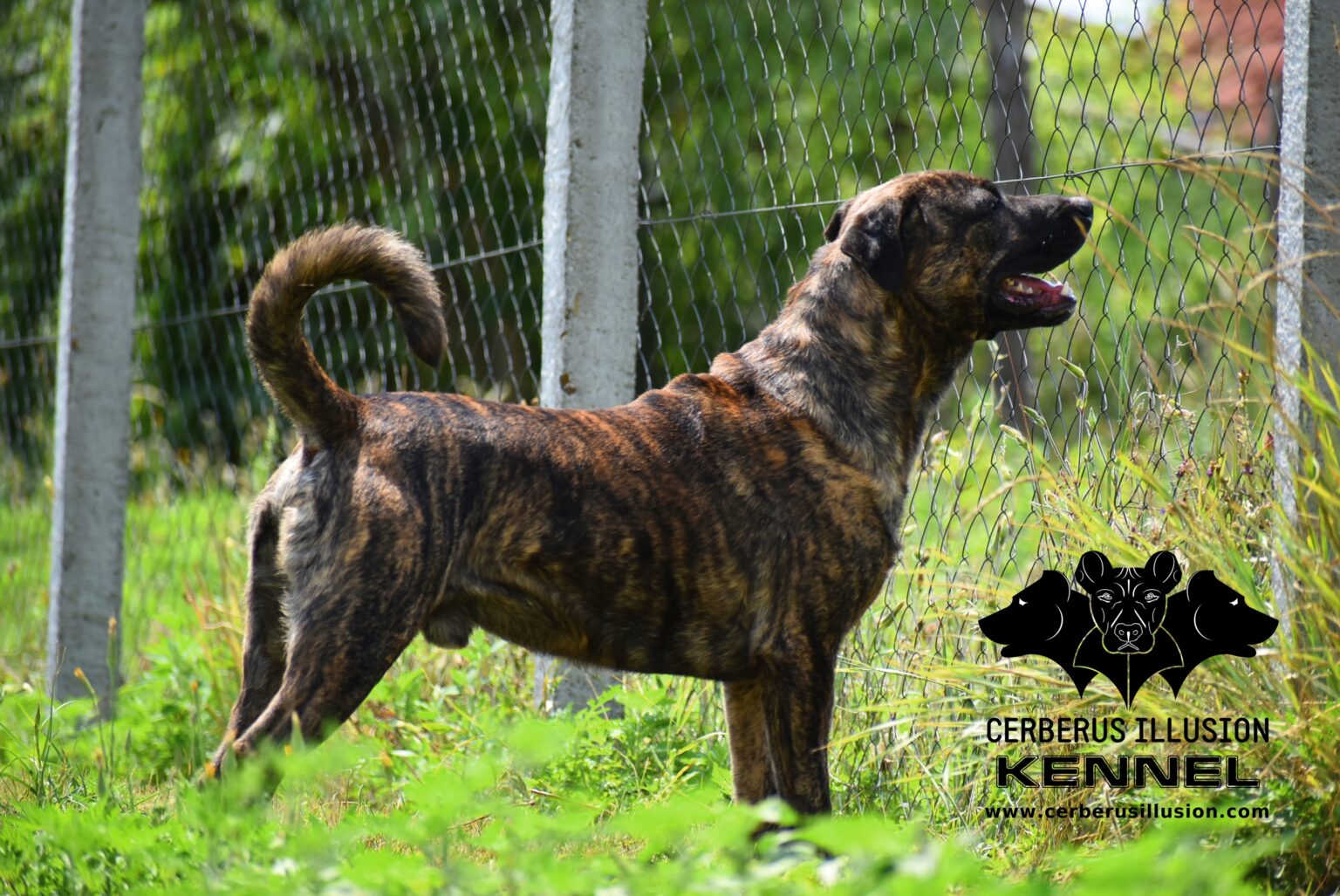 Cimarron Uruguayo Europe - preservation and propagation of the breed